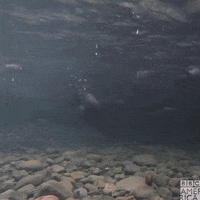 Flamboyant Cuttlefish Gif