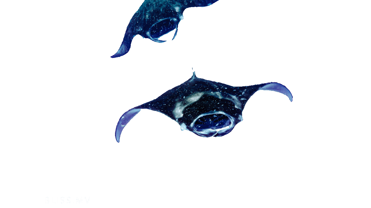 Smiling Stingray Gif