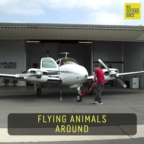 Flying Animal GIFs - Get the best GIF on GIPHY