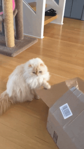Bored Kitty GIFs - Get the best GIF on GIPHY
