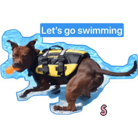 Pool Dog GIFs - Get the best GIF on GIPHY