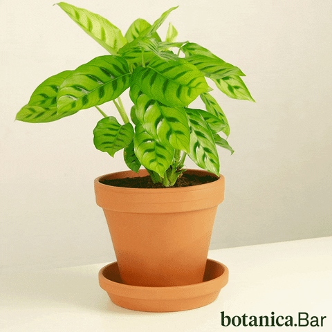 botanica.Bar GIF - Find & Share on GIPHY