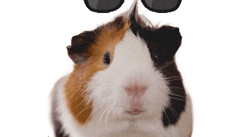 Small in Show GIFs on GIPHY - Be Animated