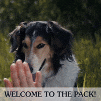 High Five Puppy Gif
