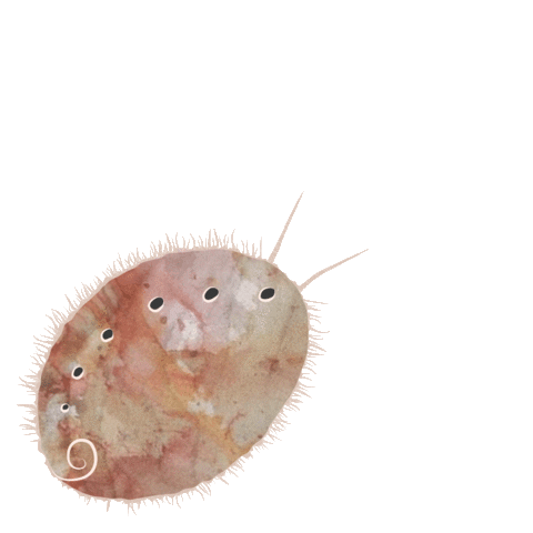 Sea Snail Mollusk Sticker by UC Davis Coastal and Marine Sciences ...