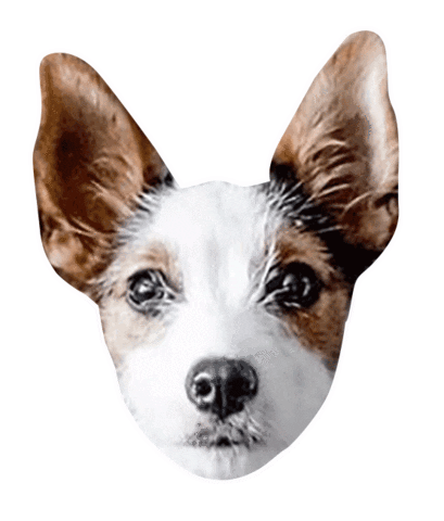 Best Dog Gifs by Diggs Pet | GIPHY