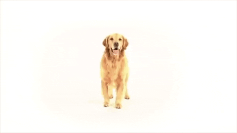 Dog Doing Tricks GIFs - Get the best GIF on GIPHY