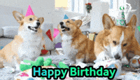 Corgi Party Gif