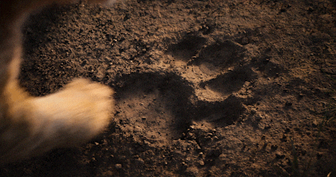 Fresno-state-paw-print GIFs - Get the best GIF on GIPHY