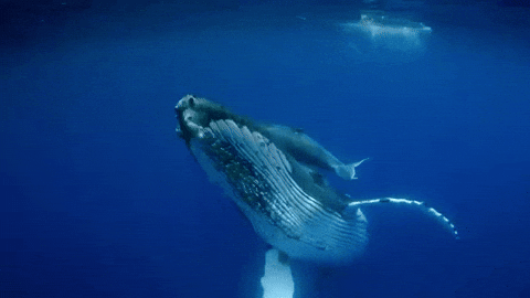 Marine Mammals by Oceana | GIPHY