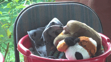 explore.org GIFs on GIPHY - Be Animated