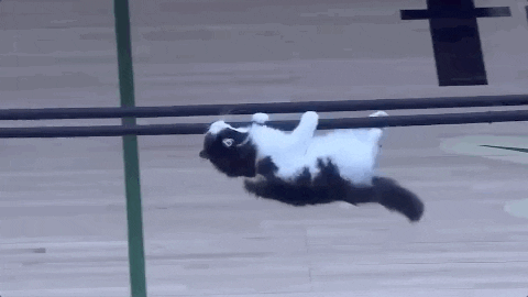 Purfect-climb GIFs - Get the best GIF on GIPHY