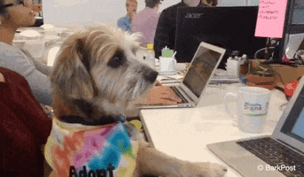 Dog Typing GIFs - Find & Share on GIPHY