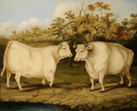 Cattle-dance GIFs - Get the best GIF on GIPHY