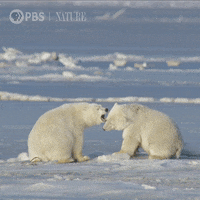 Polar Bear Hug Gif
