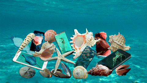 Sanddollar GIFs - Get the best GIF on GIPHY