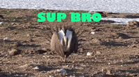 Sage Grouse Gif