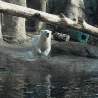 Polar Bear Funny Gif