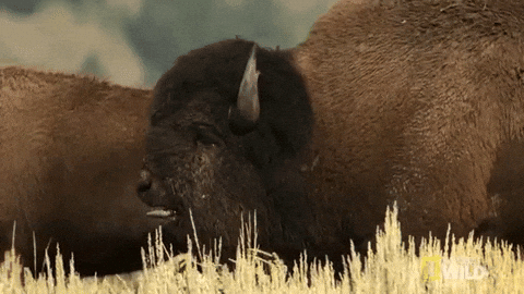 Bison Running Gif