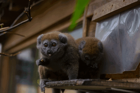 Cute Lemur Gif