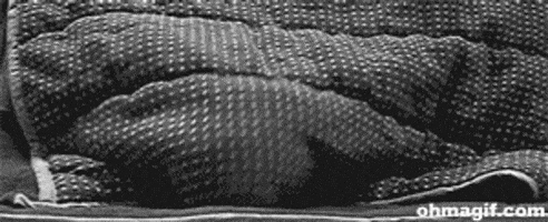 Blanket Cat GIFs - Get the best GIF on GIPHY