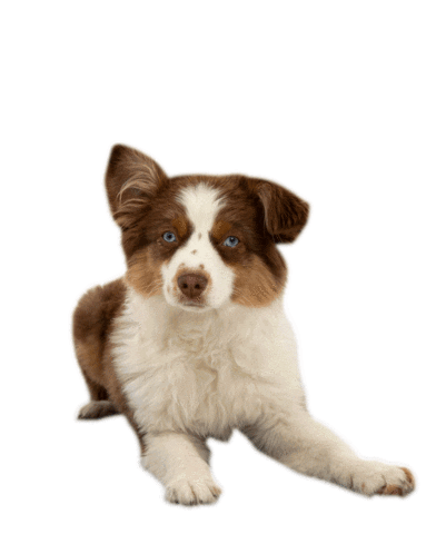 Best Dog Gifs by Diggs Pet | GIPHY