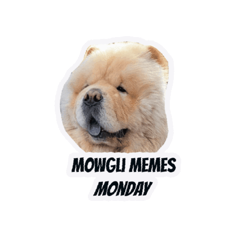 Chow Chow Meme
