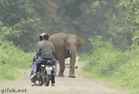 Baby Elephant Running Gif