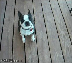 Cant Sit Still GIFs - Get the best GIF on GIPHY