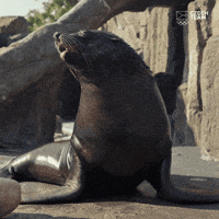 Seal Clapping Gif