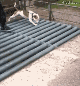 Cattle-grid GIFs - Get the best GIF on GIPHY