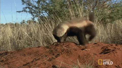 Honey Badger GIF by Nat Geo Wild - Find & Share on GIPHY