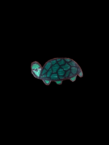 Schildpad GIFs - Get the best GIF on GIPHY