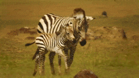 Cute Baby Zebra Gif
