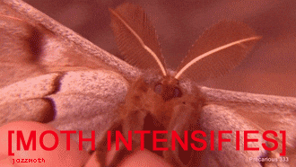 Atlas-moth GIFs - Find & Share on GIPHY