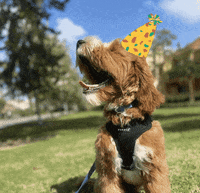 Happy Birthday Puppy Gif