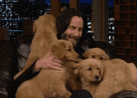 Puppies Snuggling Gif