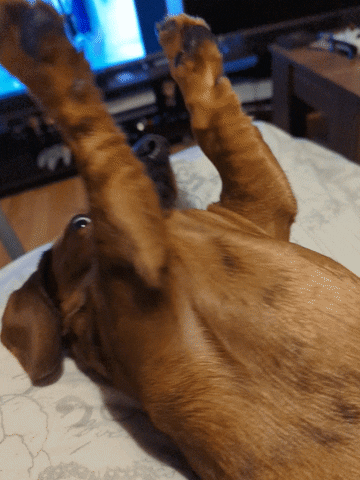 Funny Dog Slap Gif