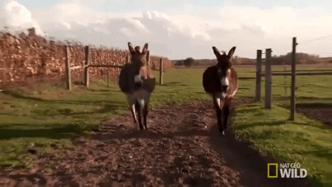 Incredible Dr Pol Donkey GIF by Nat Geo Wild - Find & Share on GIPHY