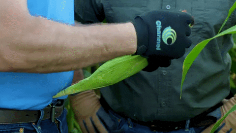 Corn Health GIFs - Get the best GIF on GIPHY