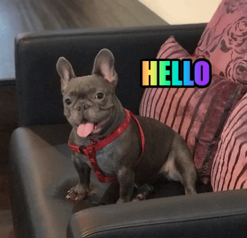 French Bulldog Hello GIF by WoofWaggers - Find & Share on GIPHY