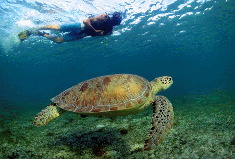 Travel Adventures GIF by NexusTours - Find & Share on GIPHY