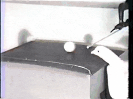Ping-pong GIFs - Get the best GIF on GIPHY