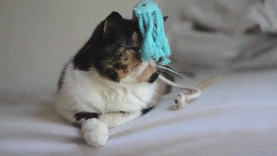 Pudge GIF by Internet Cat Video Festival - Find & Share on GIPHY