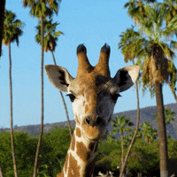 Funny Giraffe Gif