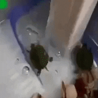 Party Turtle GIFs - Get the best GIF on GIPHY