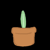 Plant Growing Gif