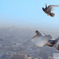 Pigeon Flying Gif