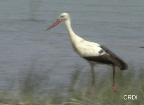 Stork Ciguena GIF by CRDI. Ajuntament de Girona - Find & Share on GIPHY
