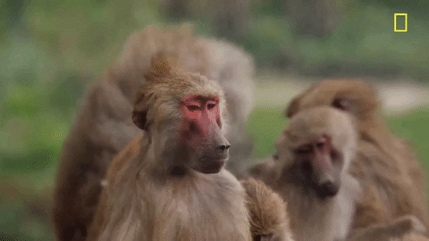 Hostile Planet: Grasslands by National Geographic TV | GIPHY